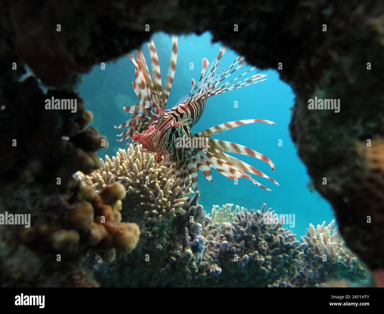 Lion Fish in the Red Sea. Lion Fish in the Red Sea in clear blue water ...