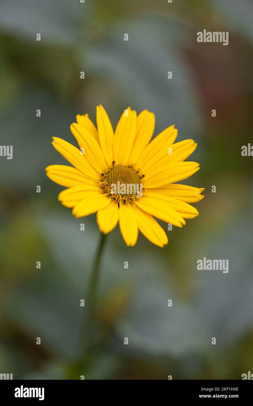 A closeup of yellow Cota tinctoria isolated in blurred background Stock ...
