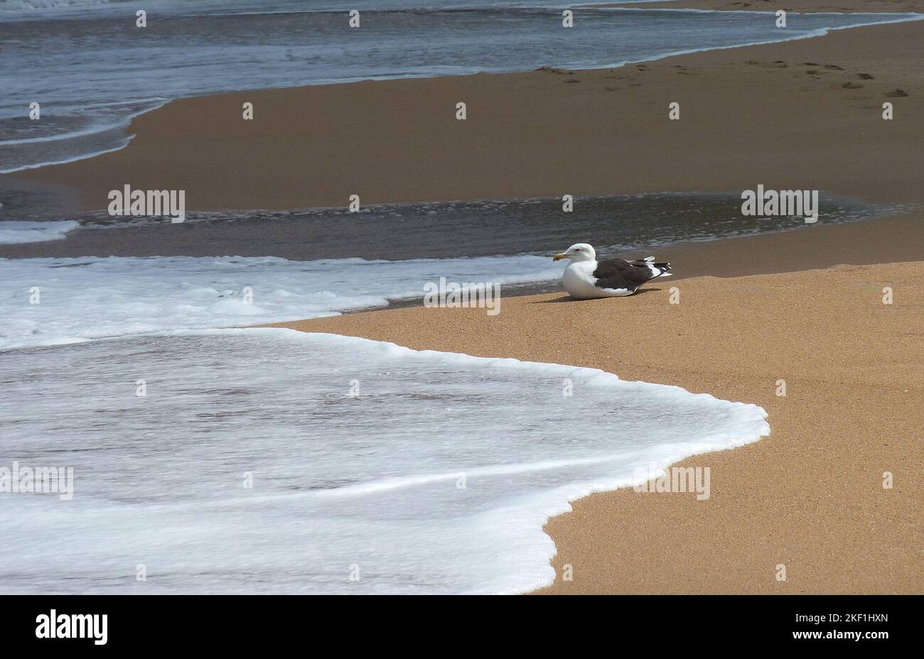 A great black-backed gull on the sandy beach with water waves making a ...