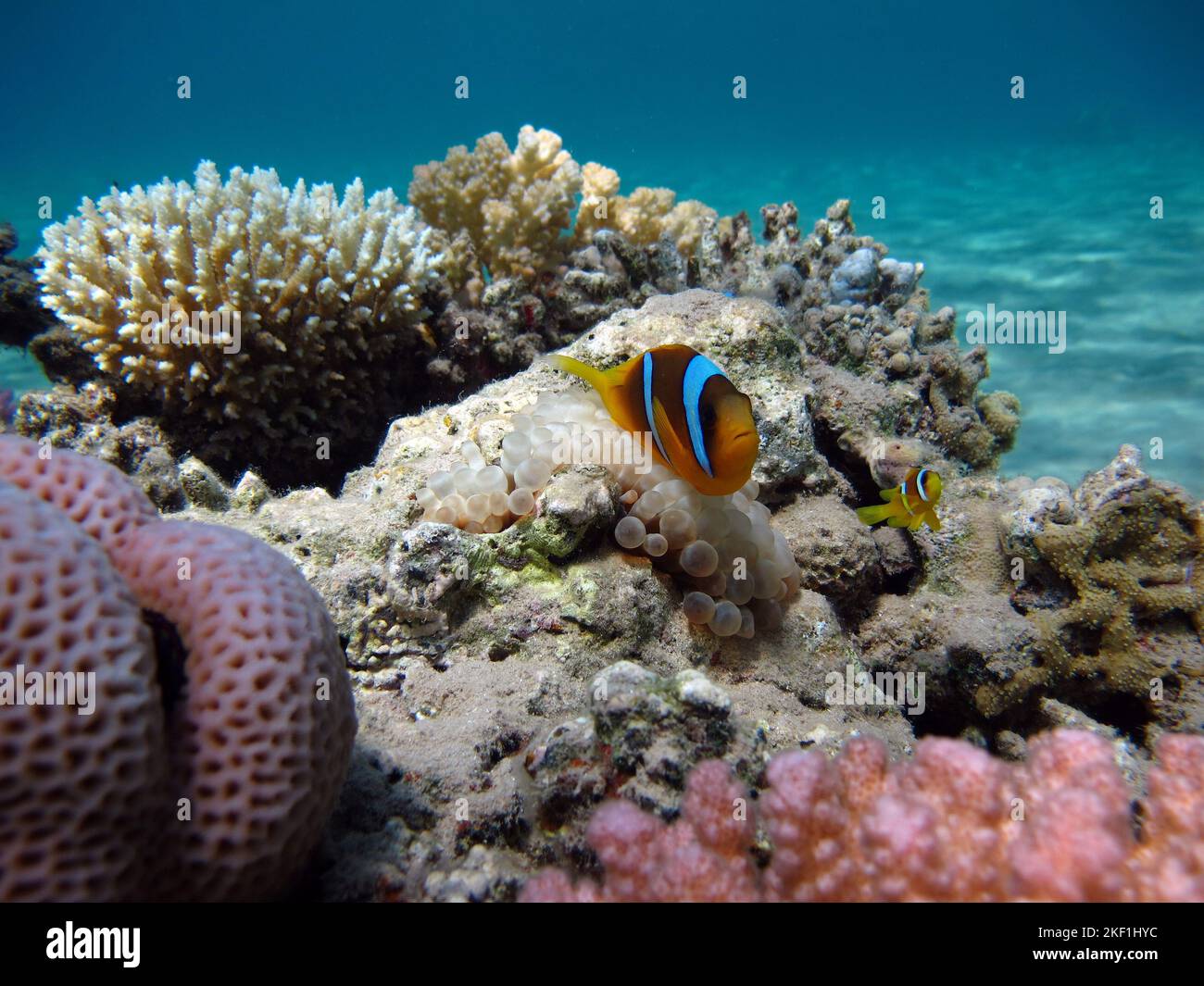 Clown fish amphiprion (Amphiprioninae). Red sea clown fish. Nemo Stock ...
