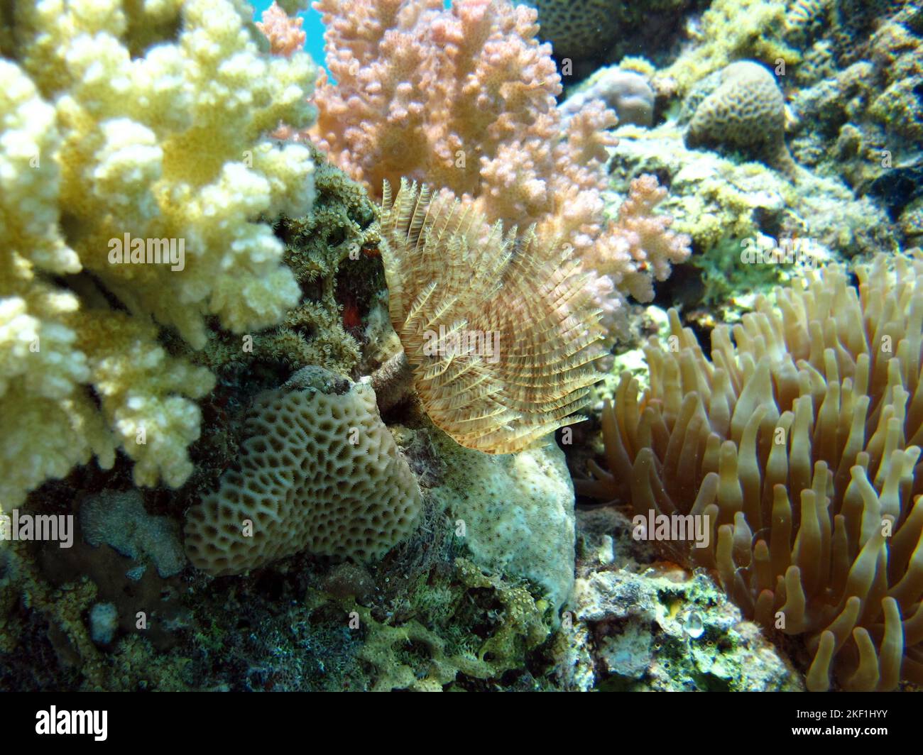 Beautiful coral reefs of the Red Sea. Beautiful coral reefs of the Red ...
