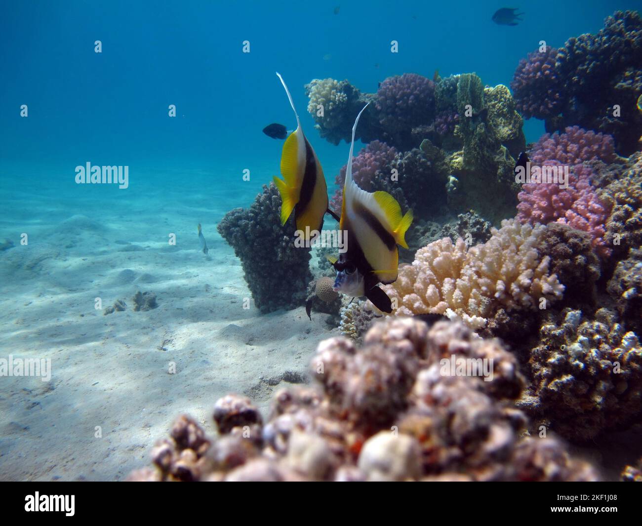 Beautiful fish on the reefs of the Red Sea. Beautiful, diverse and ...