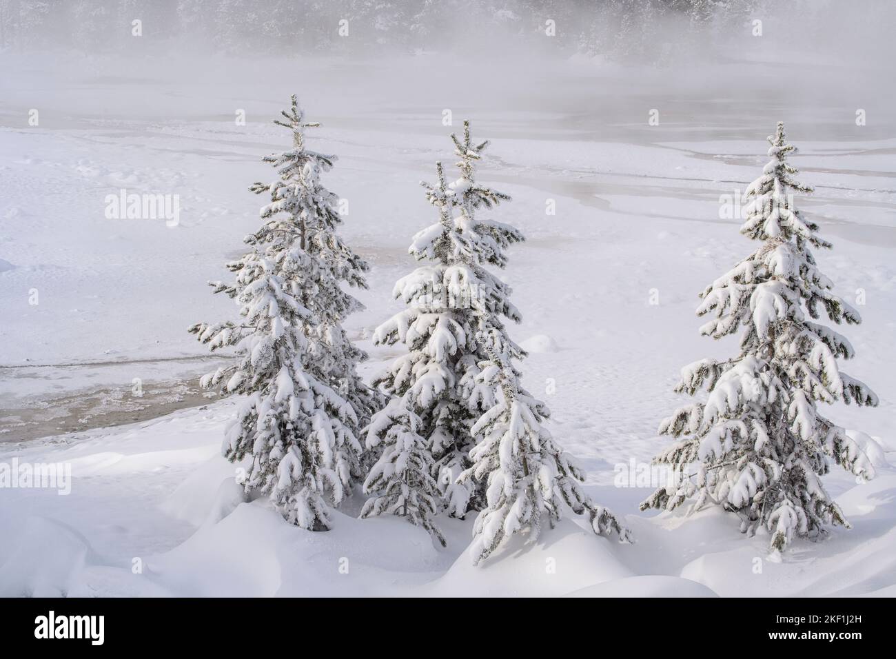 Norris Geyser Basin, Yellowstone National Park, Wyoming, USA Stock ...