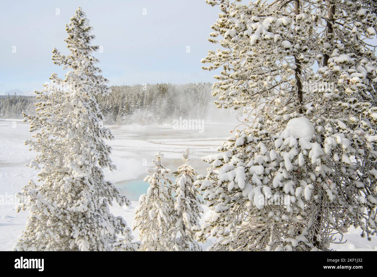 Norris Geyser Basin, Yellowstone National Park, Wyoming, USA Stock ...