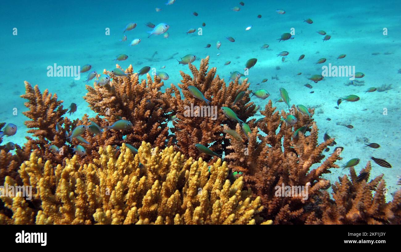 Beautiful fish on the reefs of the Red Sea. Beautiful, diverse and ...
