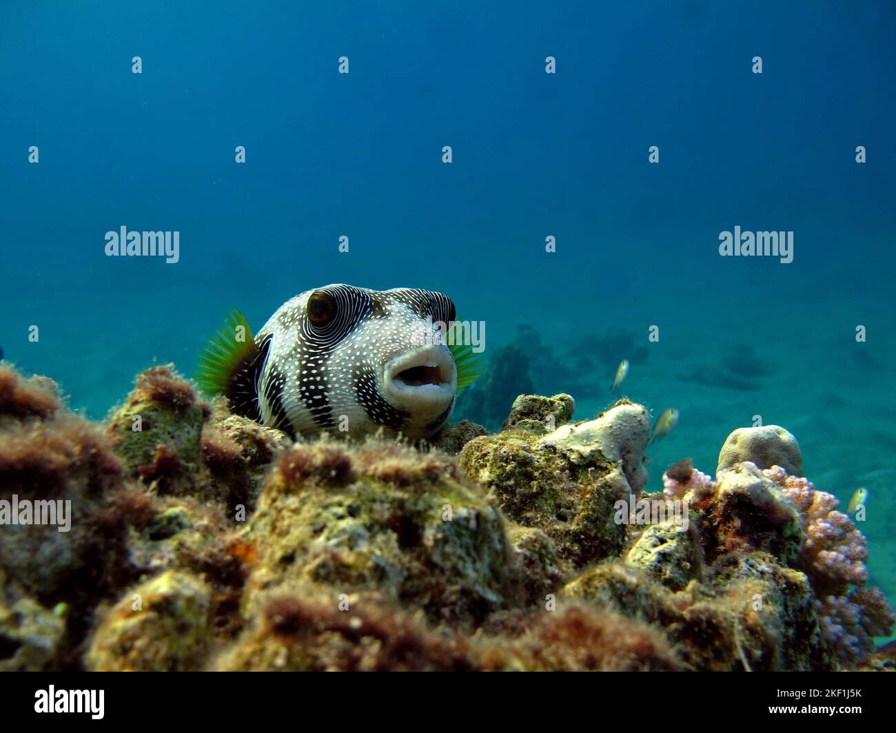 Arothron stellatus - Star puffer - This puffer (or arotron), one of the ...