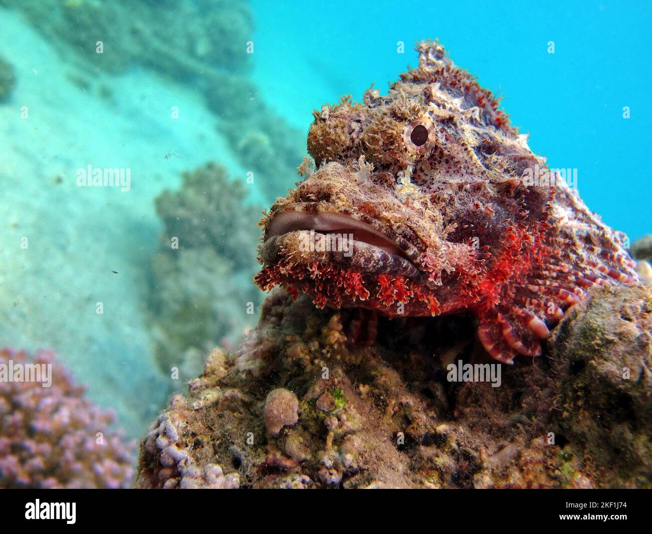 Tassled Scorpionfish. Fish - a type of bone fish Osteichthyes ...