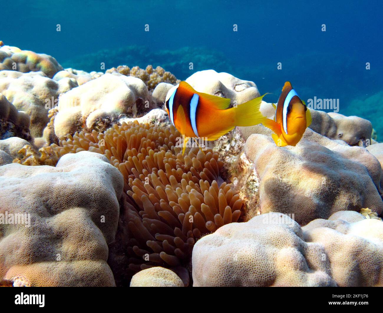 Clown fish amphiprion (Amphiprioninae). Red sea clown fish. Nemo Stock ...