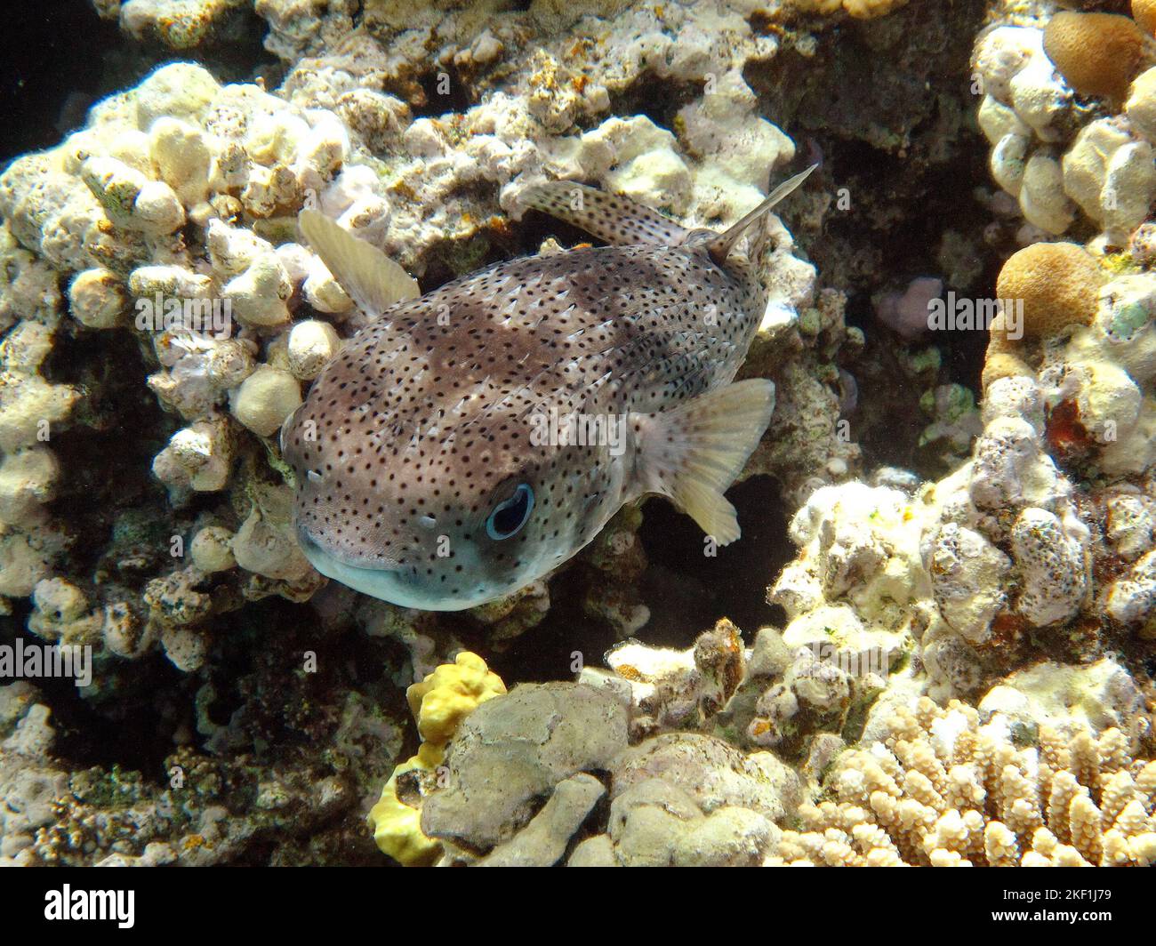 Fish-hedgehogs. Long-spiked hedgehog fish - grows up to 92 cm, feeds on ...