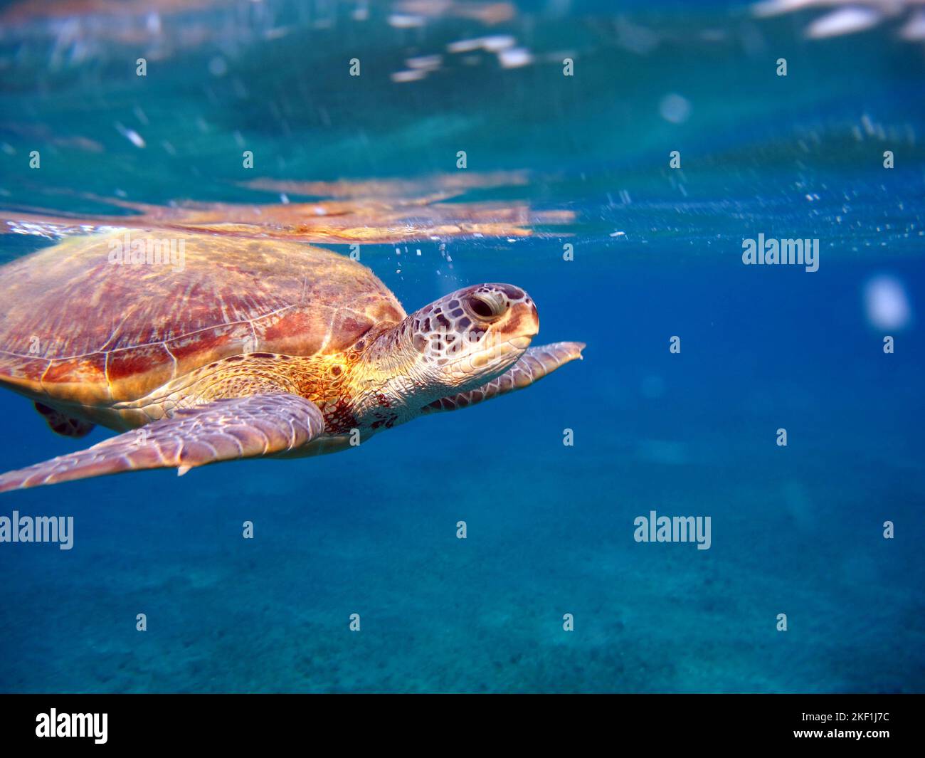 Green turtles are the largest of all sea turtles. A typical adult is 3 ...