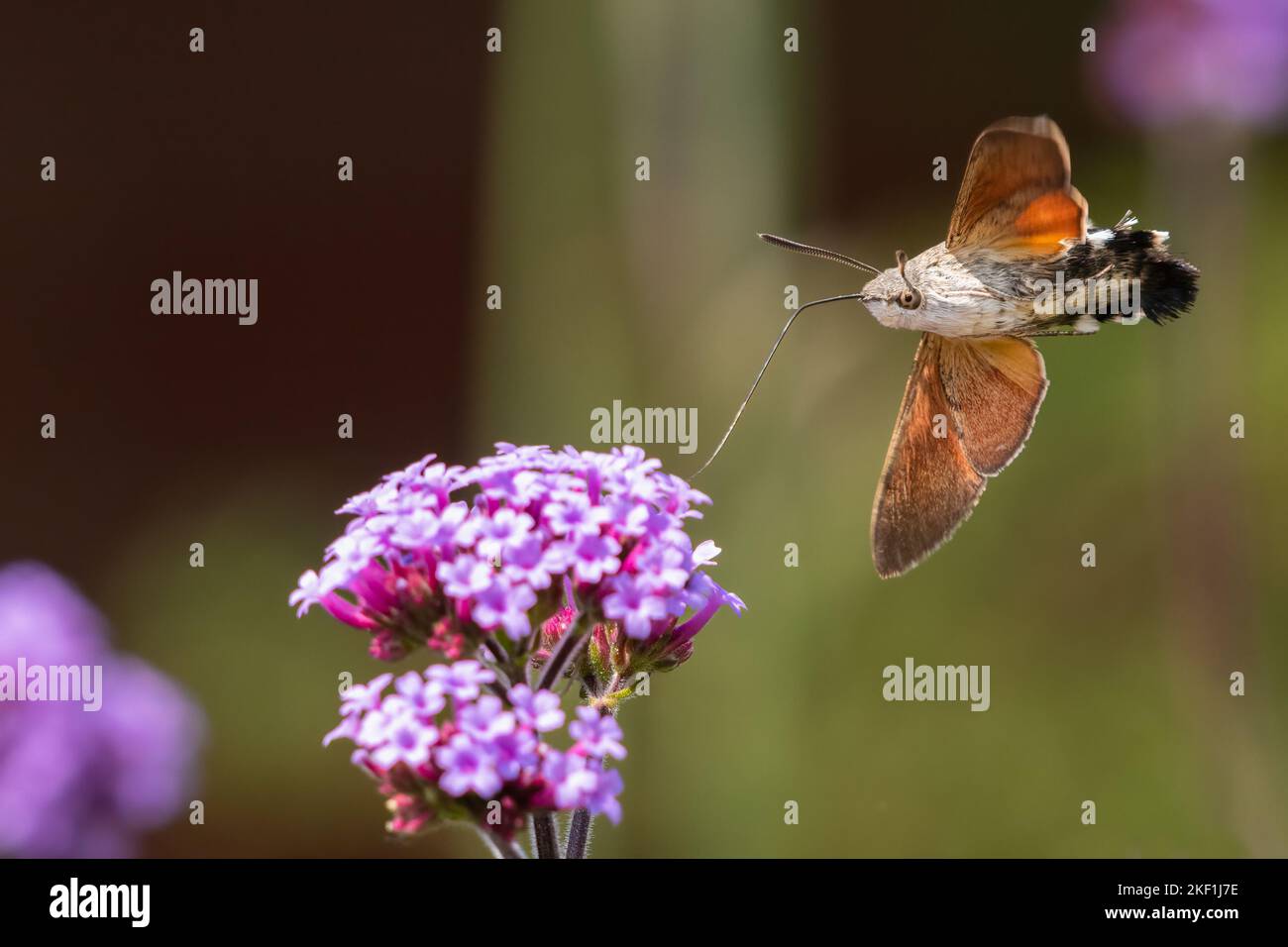 Hummingbird hawk-moth (Macroglossum stellatarum) feeding on flowers ...
