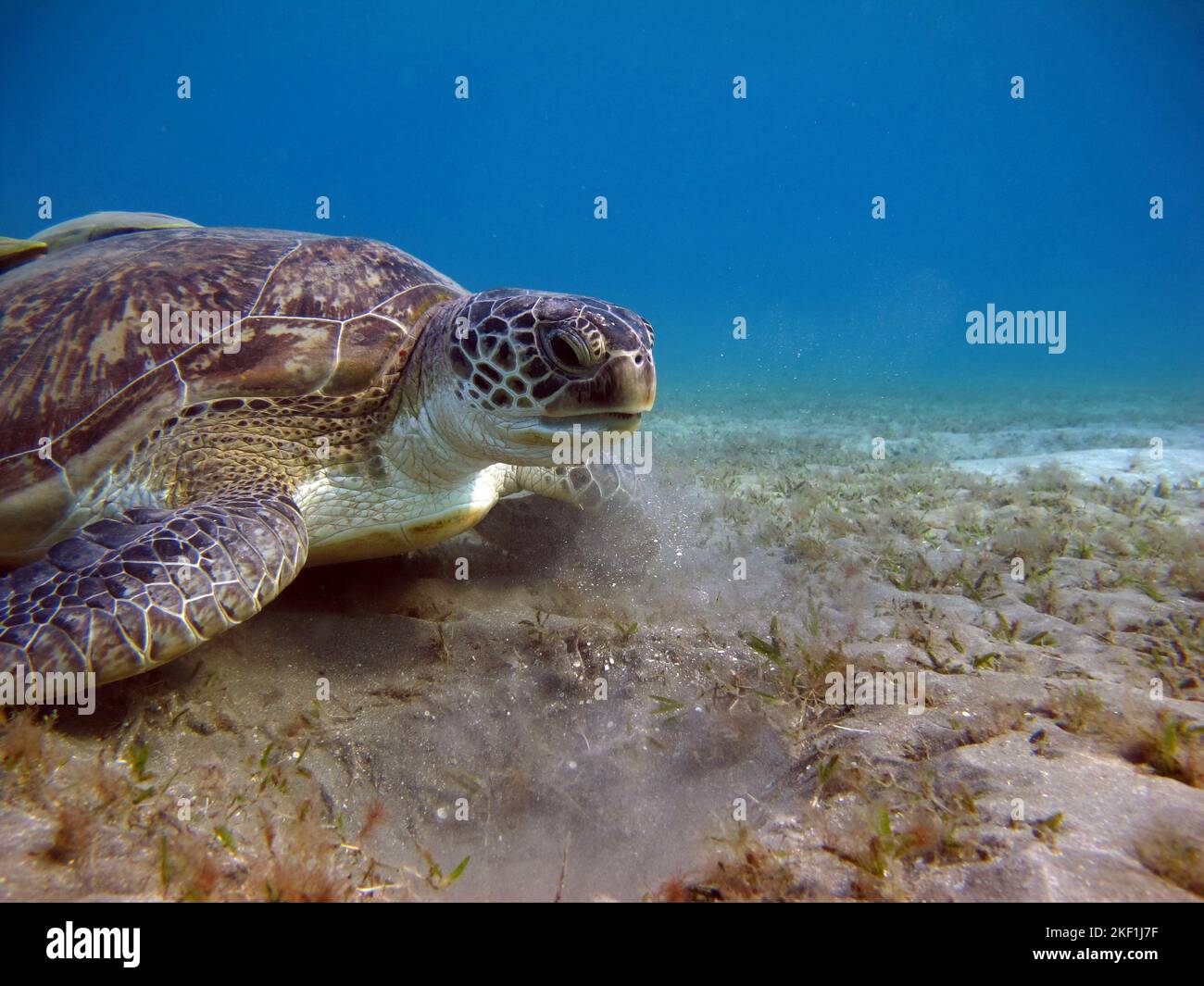 Big Green turtle , Green turtles are the largest of all sea turtles. A ...