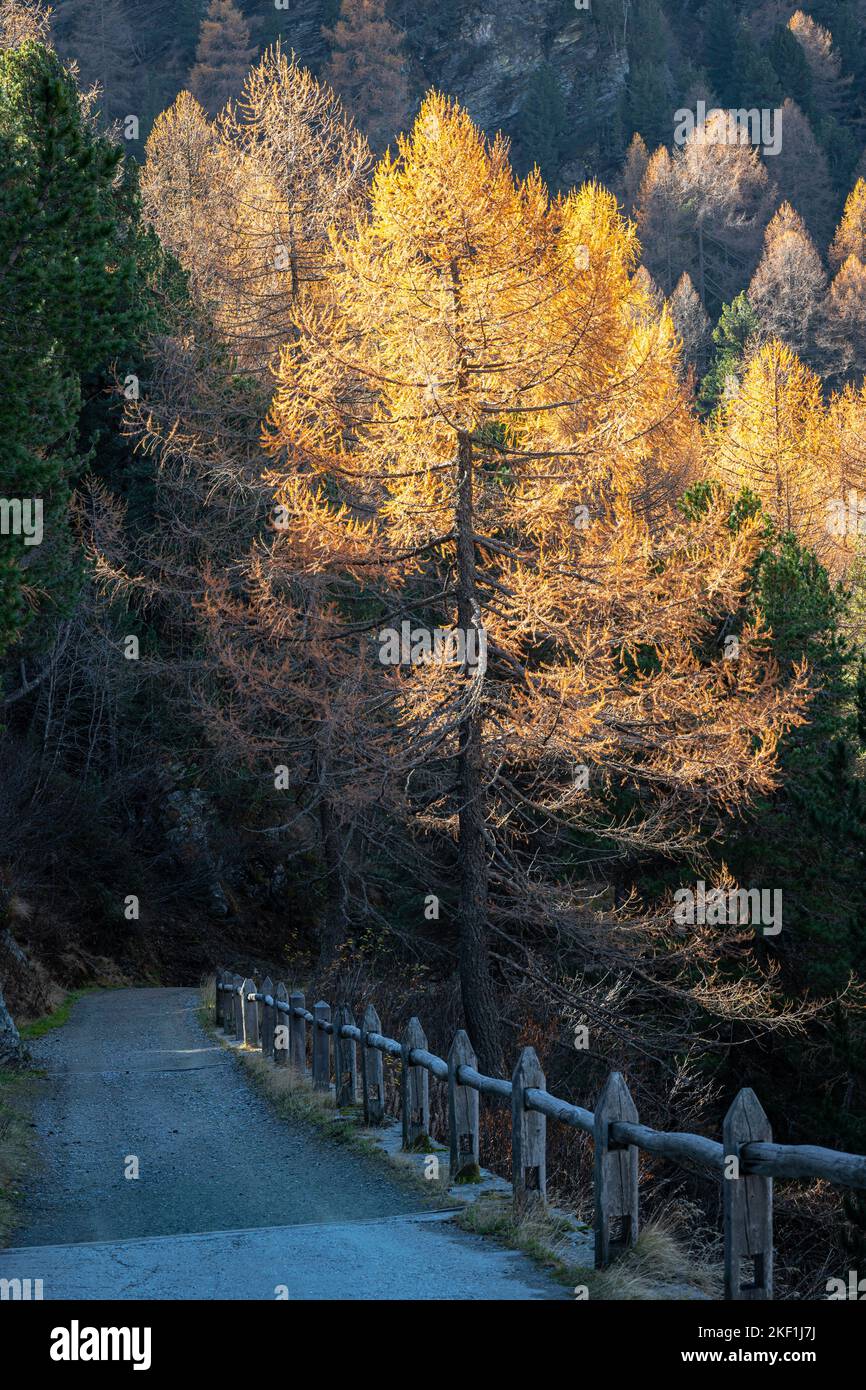 Hiking trail in the Swiss Alps with golden larch trees Stock Photo - Alamy