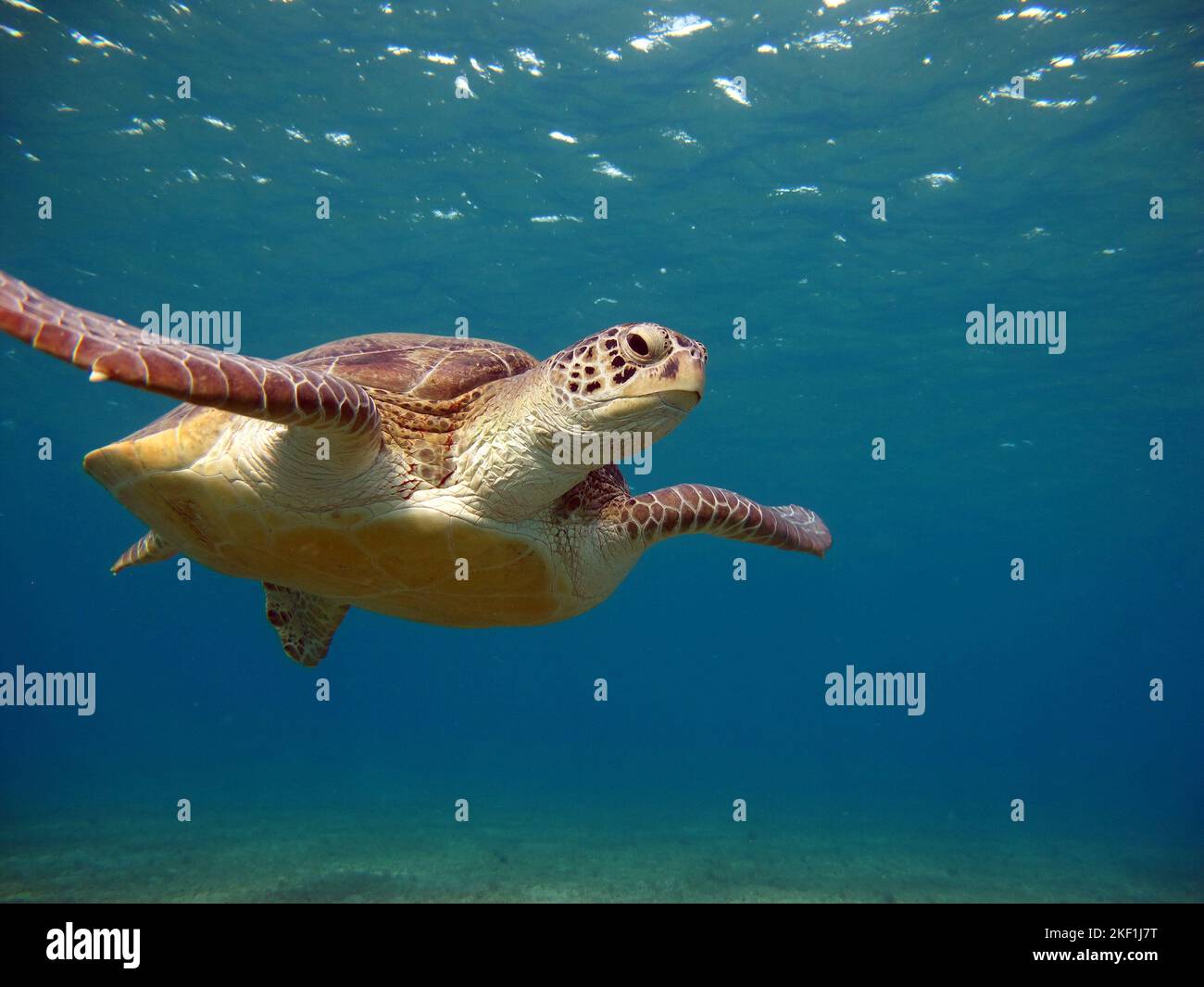 Big Green turtle , Green turtles are the largest of all sea turtles. A ...