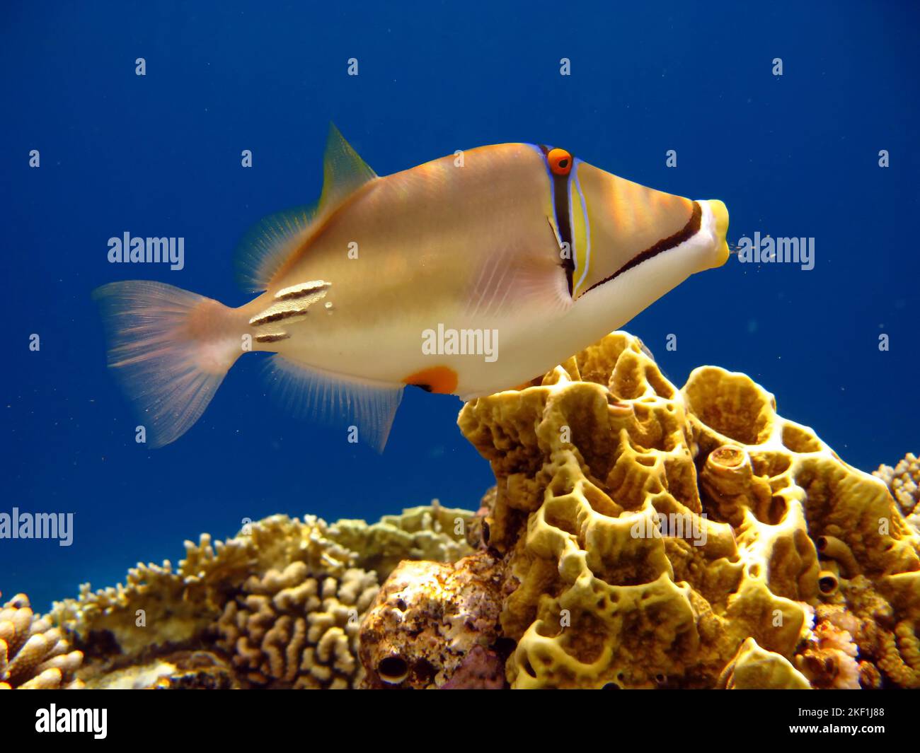 A blue triggerfish hi-res stock photography and images - Alamy