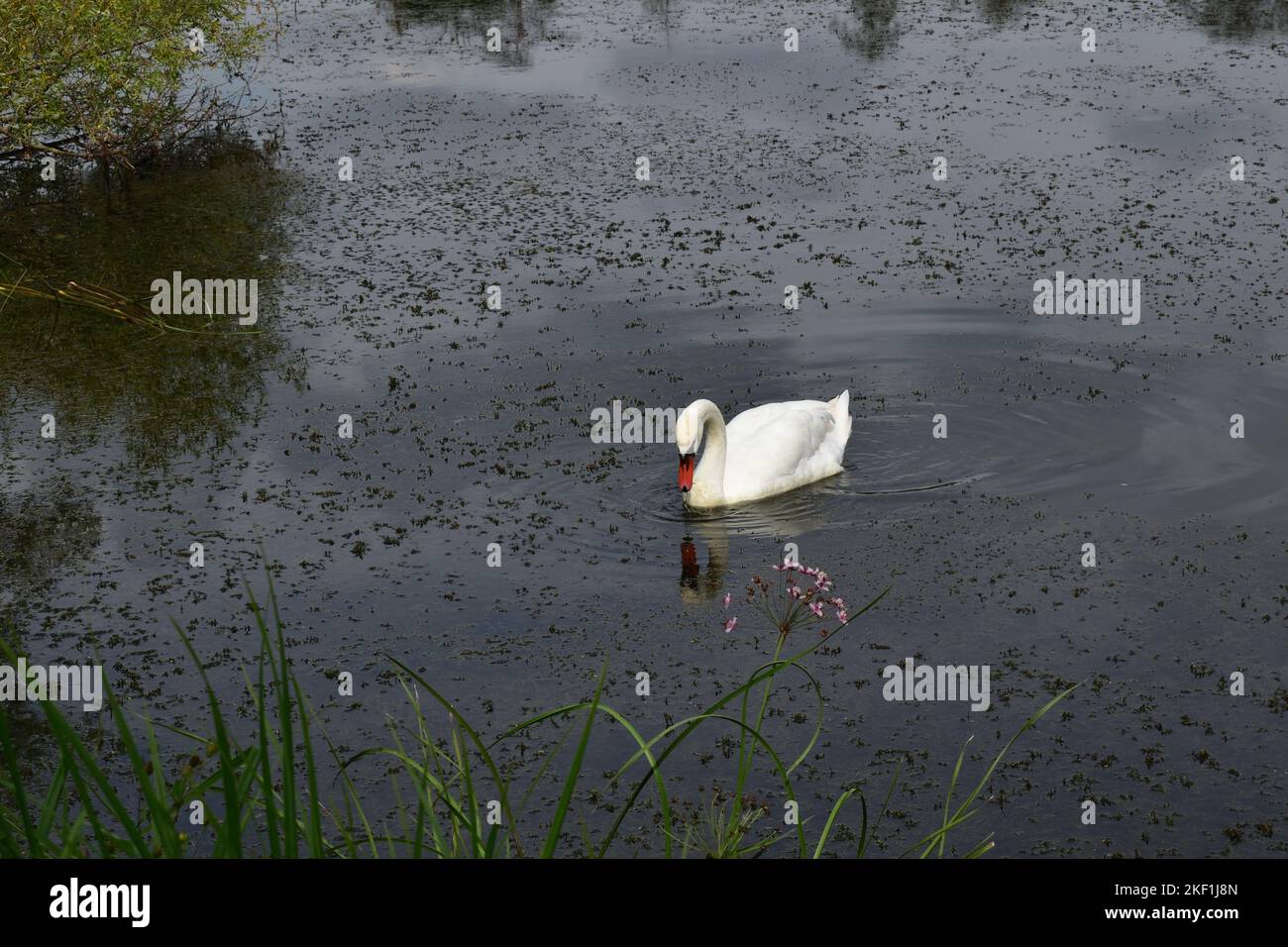 A high-angle of a sunlit swan flowing on water with grass and trees ...