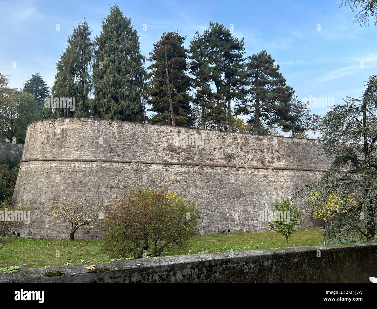 A low-angle of fir trees growing in the stone platform with clear sky ...