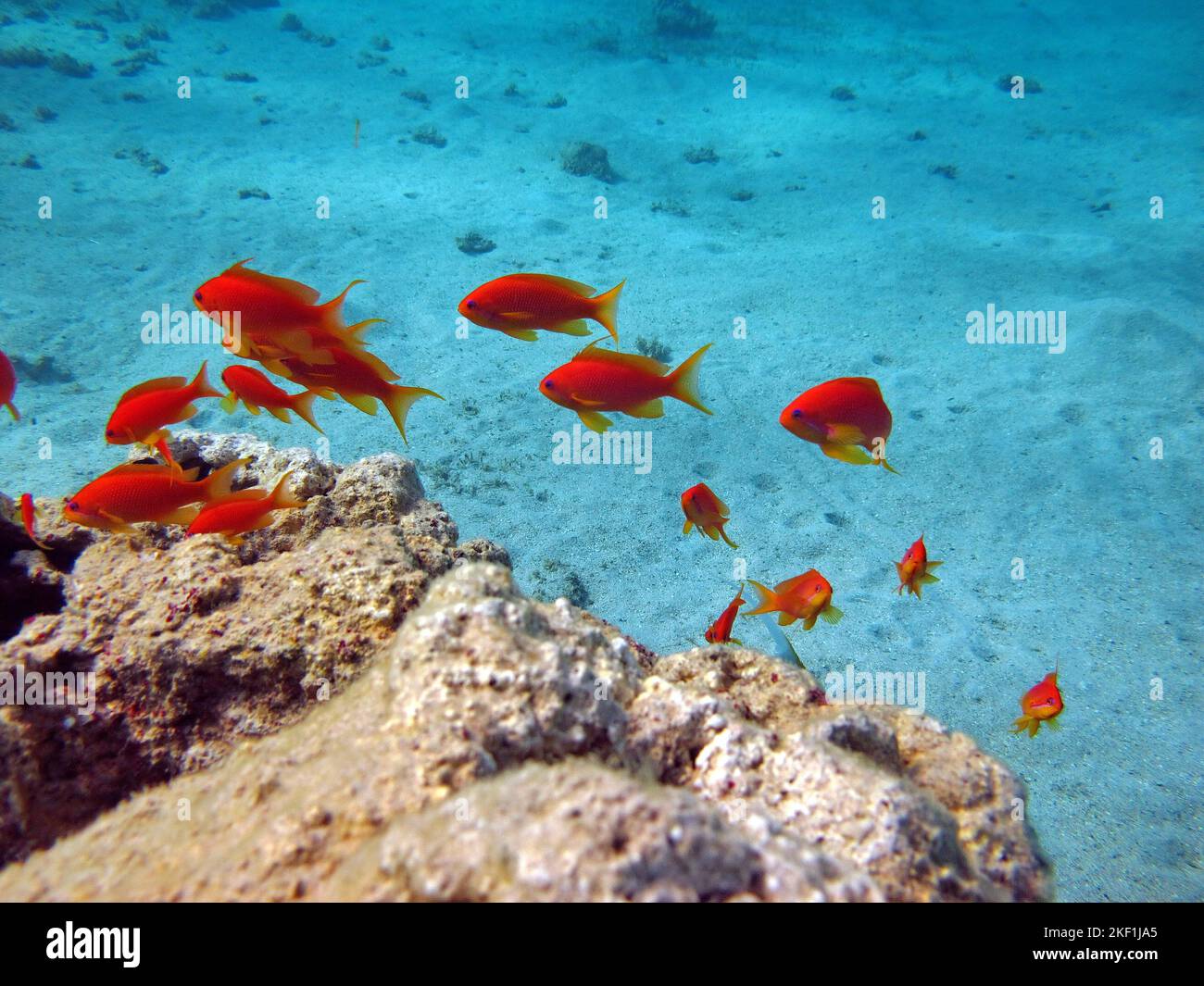 Fish - Sea Goldie. The most common antias in the Red Sea. Divers see ...