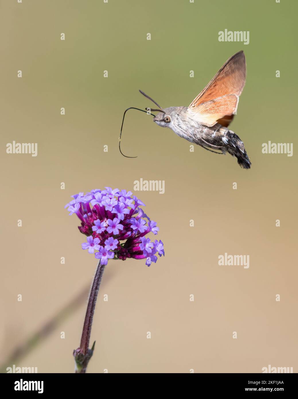 Hummingbird hawk-moth (Macroglossum stellatarum) feeding on flowers ...
