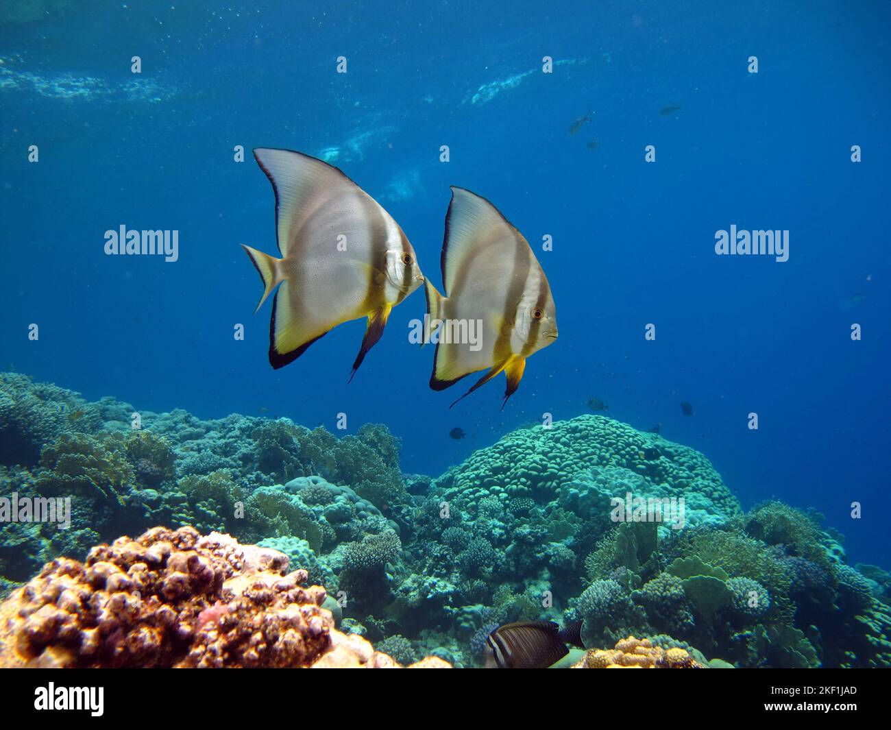 Long fin Longfin Batfish Platax family Ephippidae - grows up to 70 cm ...