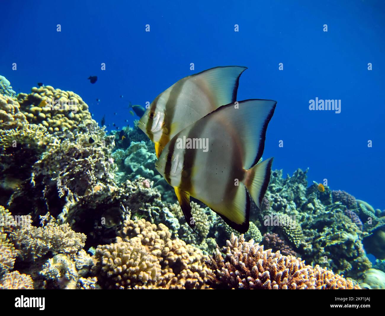 Long fin Longfin Batfish Platax family Ephippidae - grows up to 70 cm ...