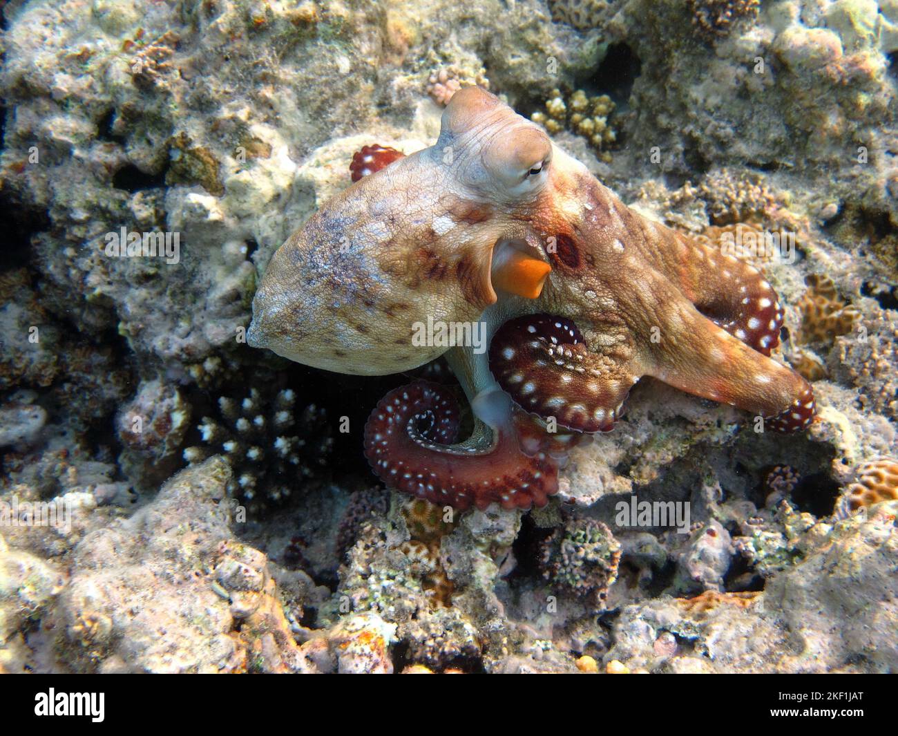 Big Blue Octopus (Octopus cyanea) Octopus. Big Blue Octopus on the Red ...
