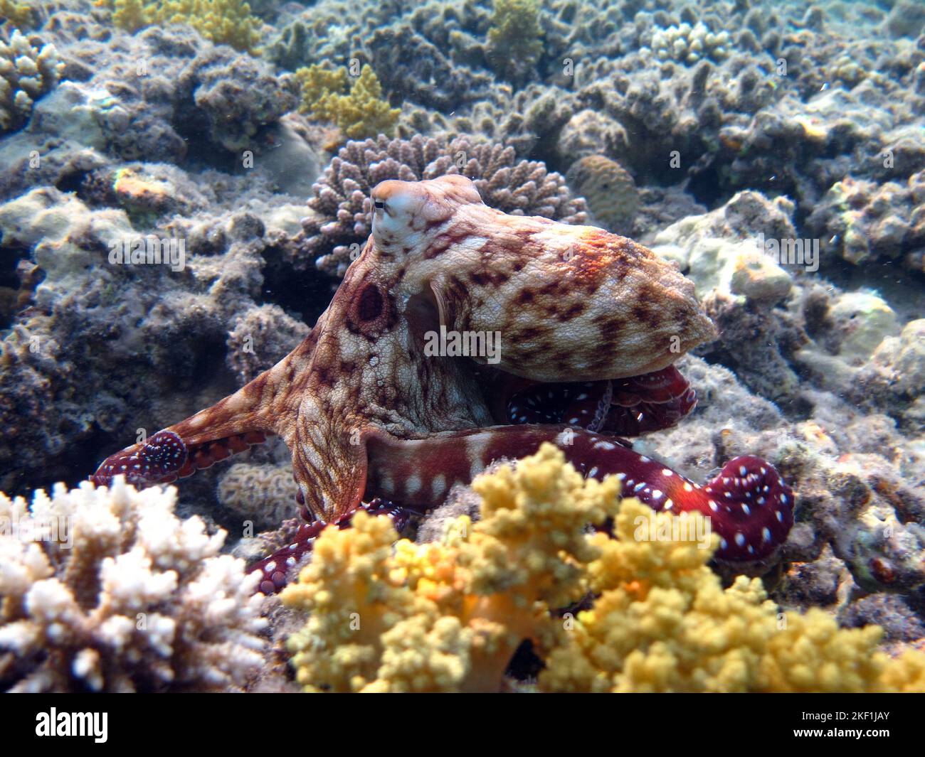 Octopus big beautiful swimming underwater hi-res stock photography and ...