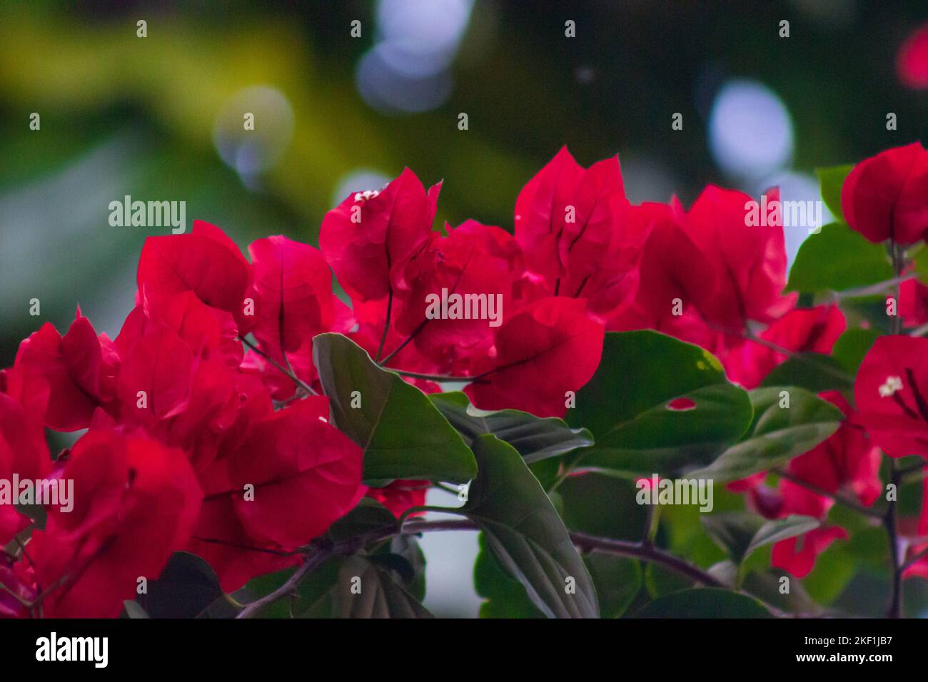 A selective focus shot of red paperflowers in the garden on bokeh ...
