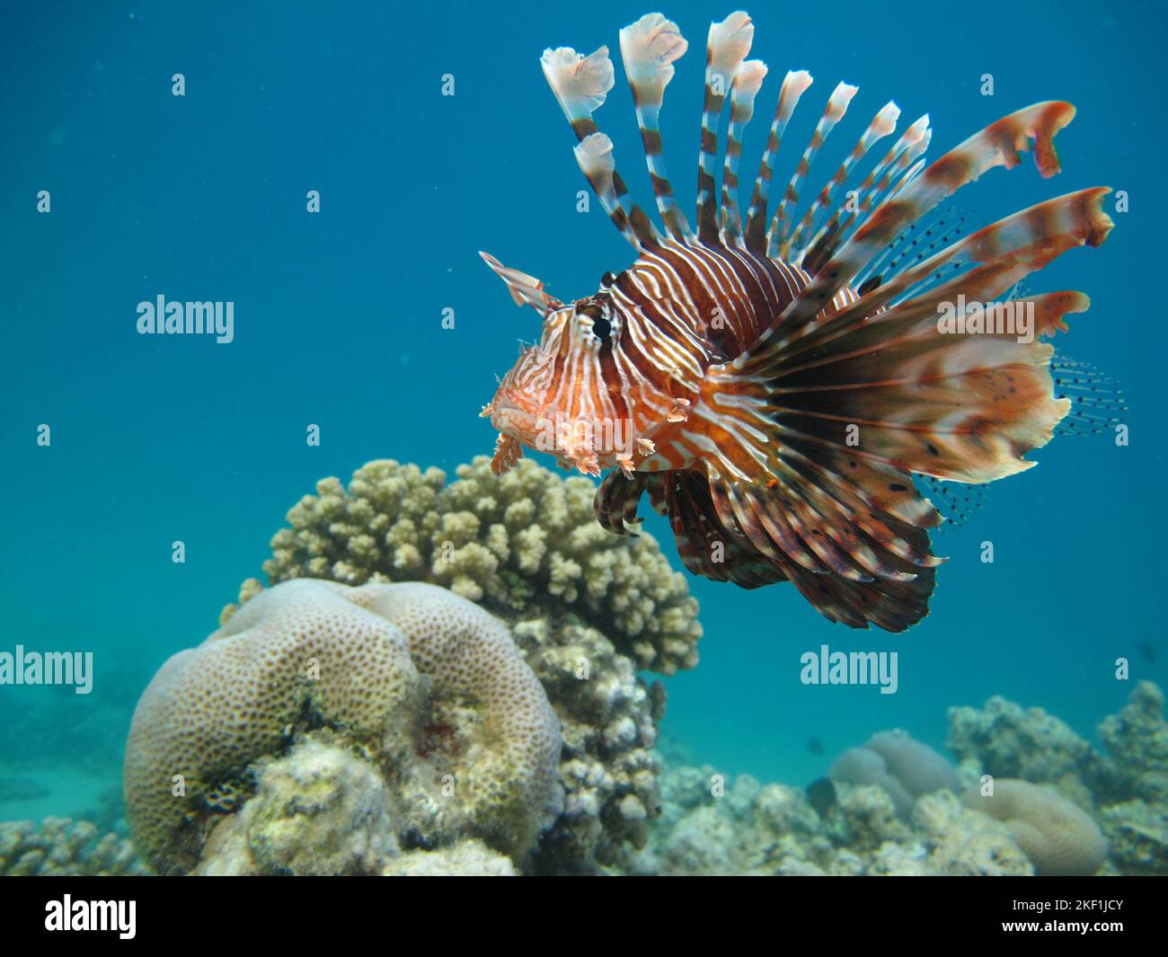 Lion Fish in the Red Sea. Lion Fish in the Red Sea in clear blue water ...