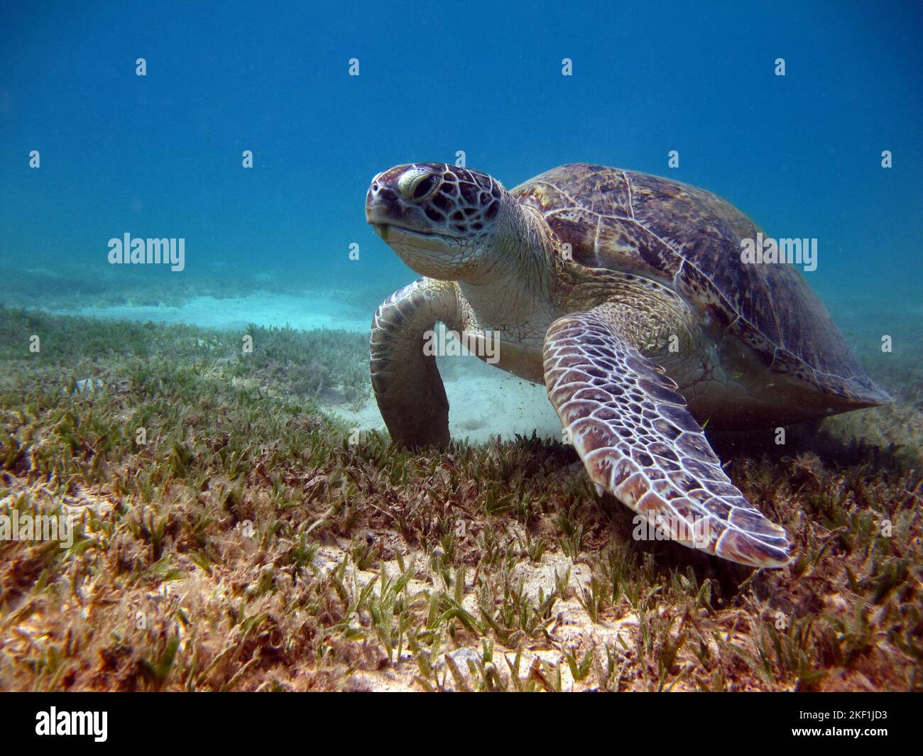 Big Green turtle , Green turtles are the largest of all sea turtles. A ...
