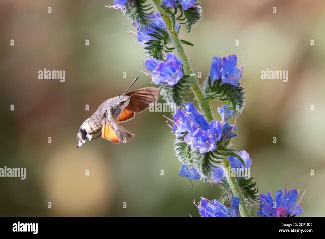 Hummingbird hawk-moth (Macroglossum stellatarum) feeding on flowers ...