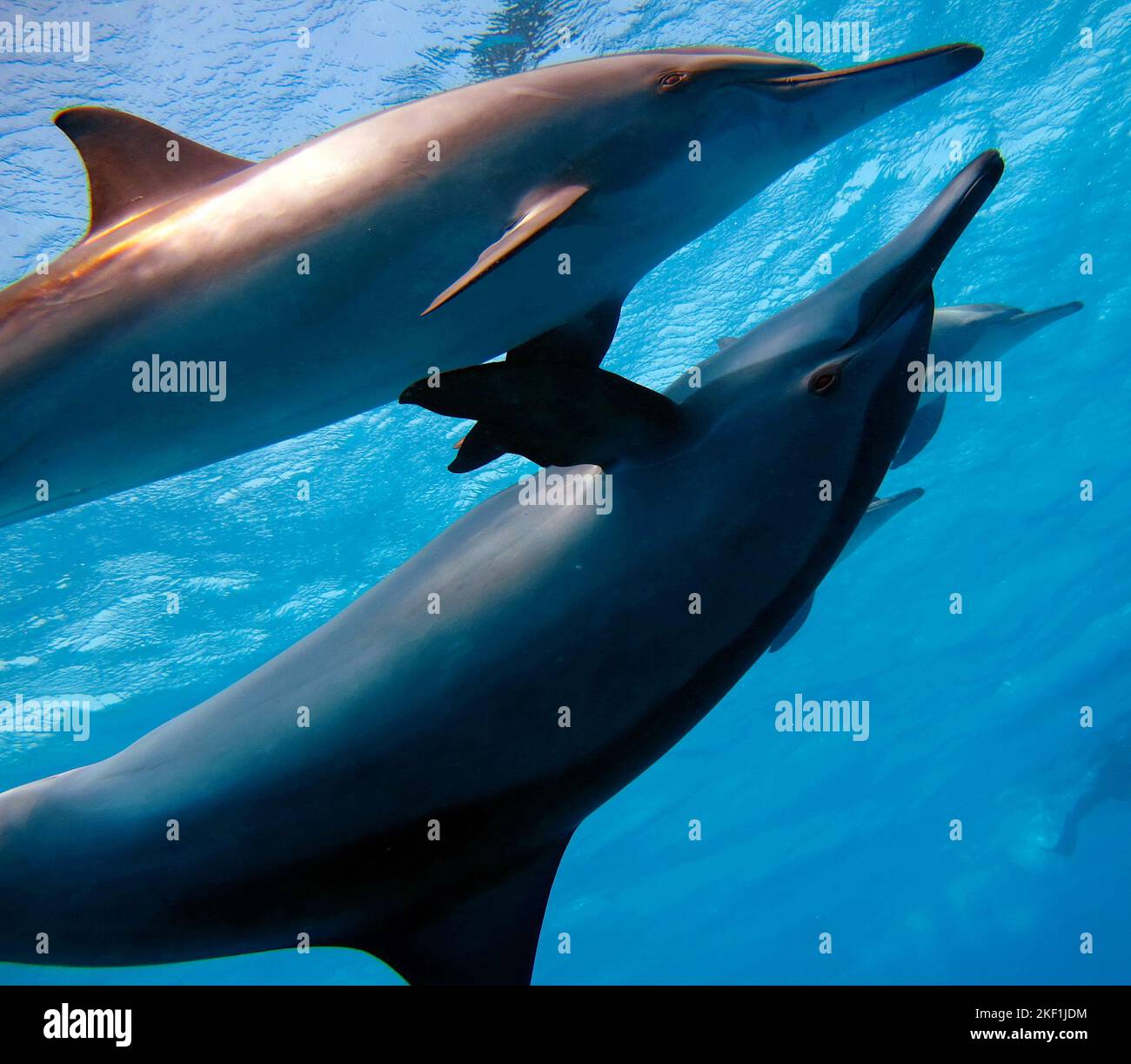 Dolphins. Spinner dolphin. Stenella longirostris is a small dolphin ...