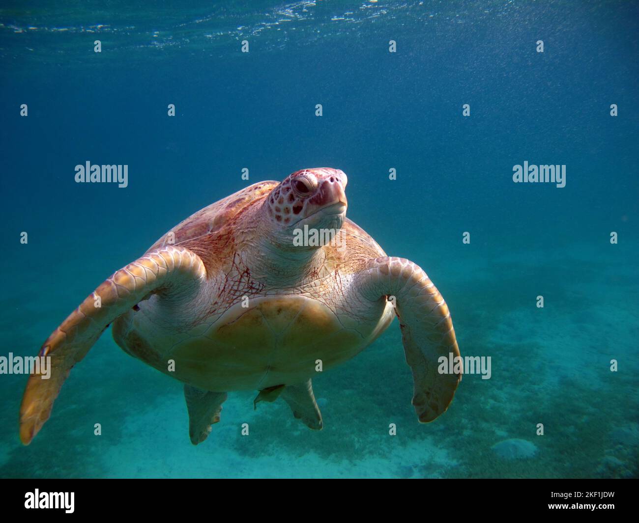 Green turtles are the largest of all sea turtles. A typical adult is 3 ...