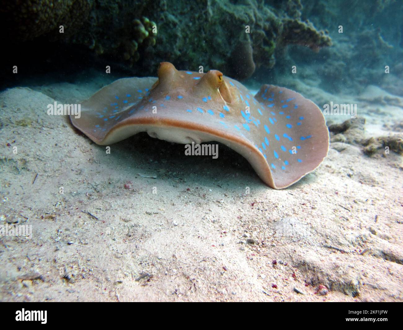 Stingray family hi-res stock photography and images - Alamy