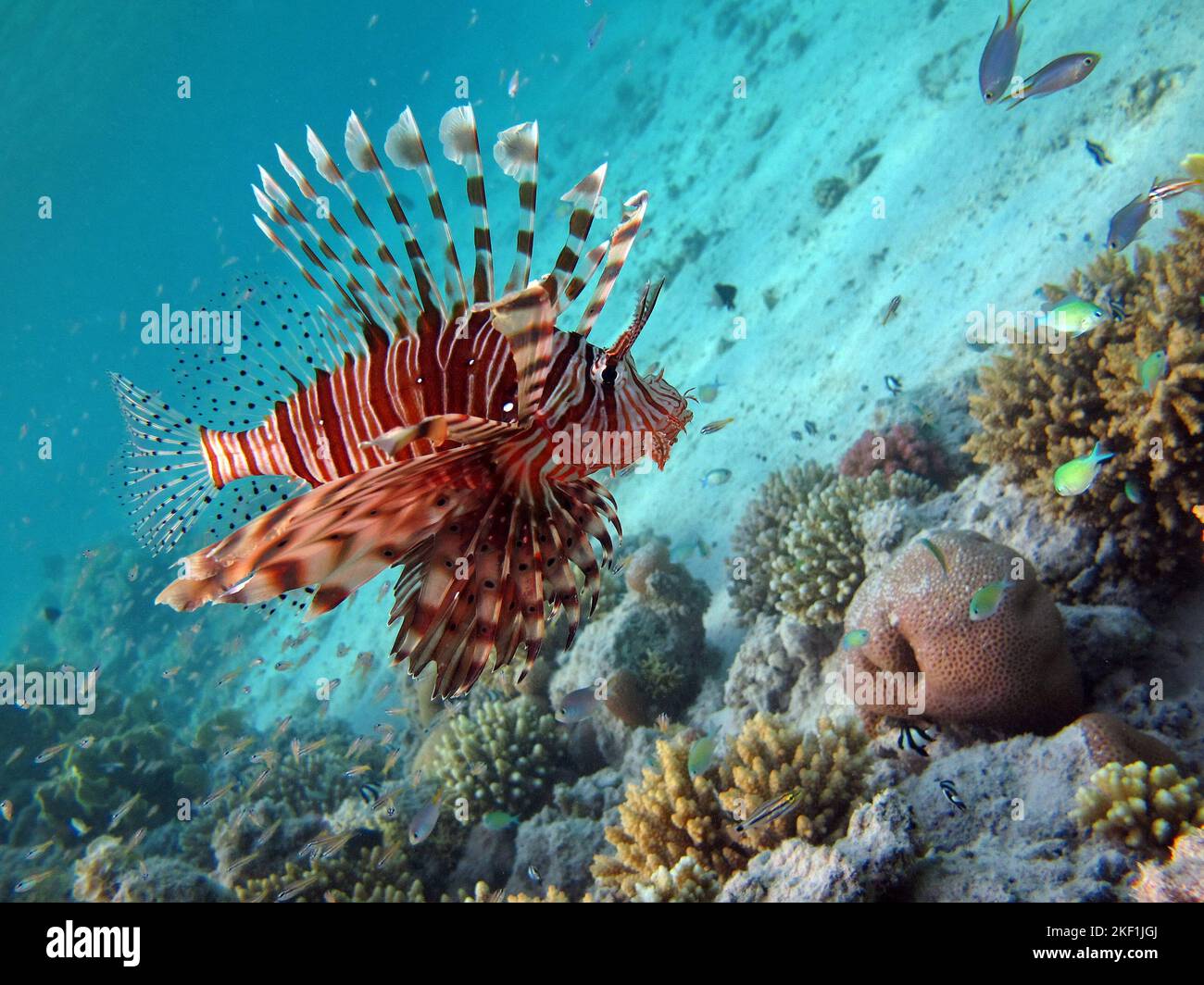 Lion Fish in the Red Sea. Lion Fish in the Red Sea in clear blue water ...