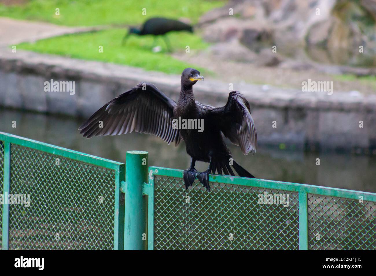 A Great cormorant with open wings perched on the top of fence railing ...