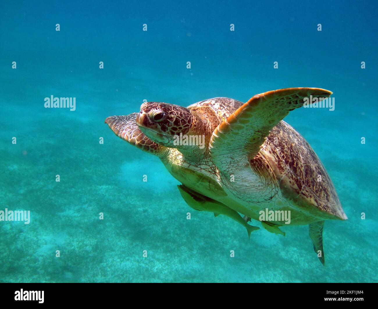 Green turtles are the largest of all sea turtles. A typical adult is 3 ...