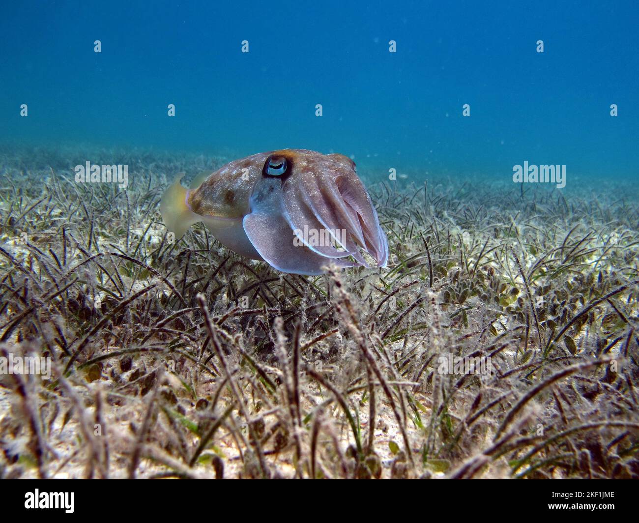 Pharaoh cuttlefish,Pharaoh Cottlefish, Mollusks, type of Mollusk, Head ...