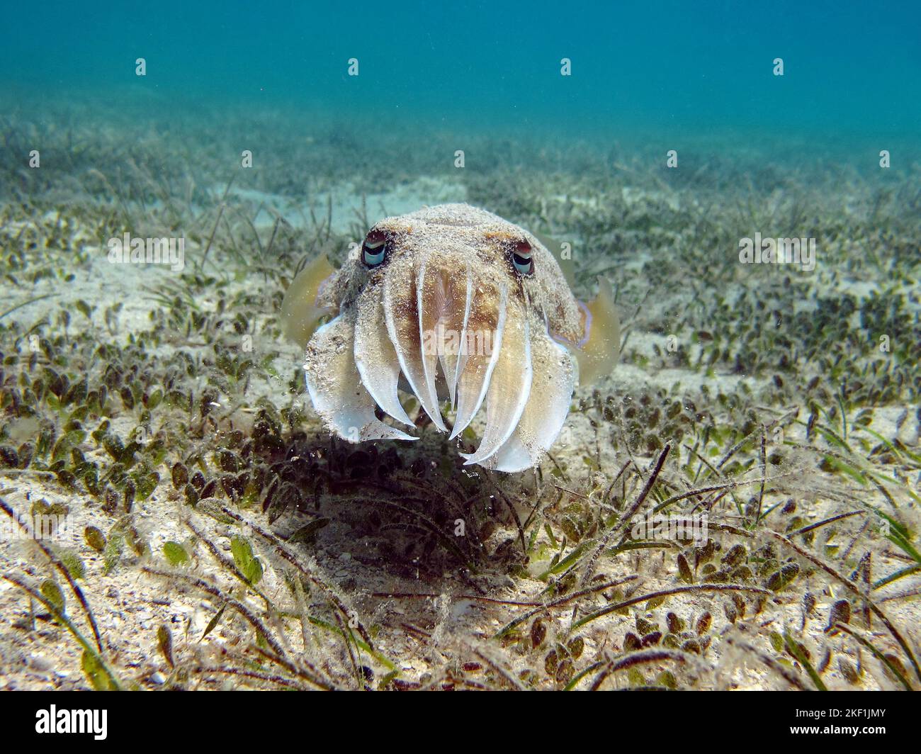 Pharaoh cottlefish hi-res stock photography and images - Alamy