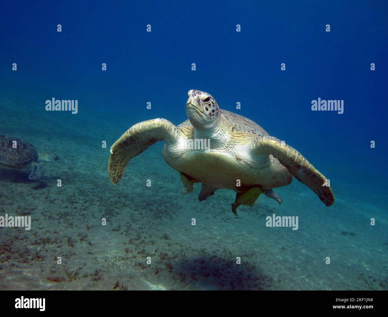 Big Green turtle , Green turtles are the largest of all sea turtles. A ...