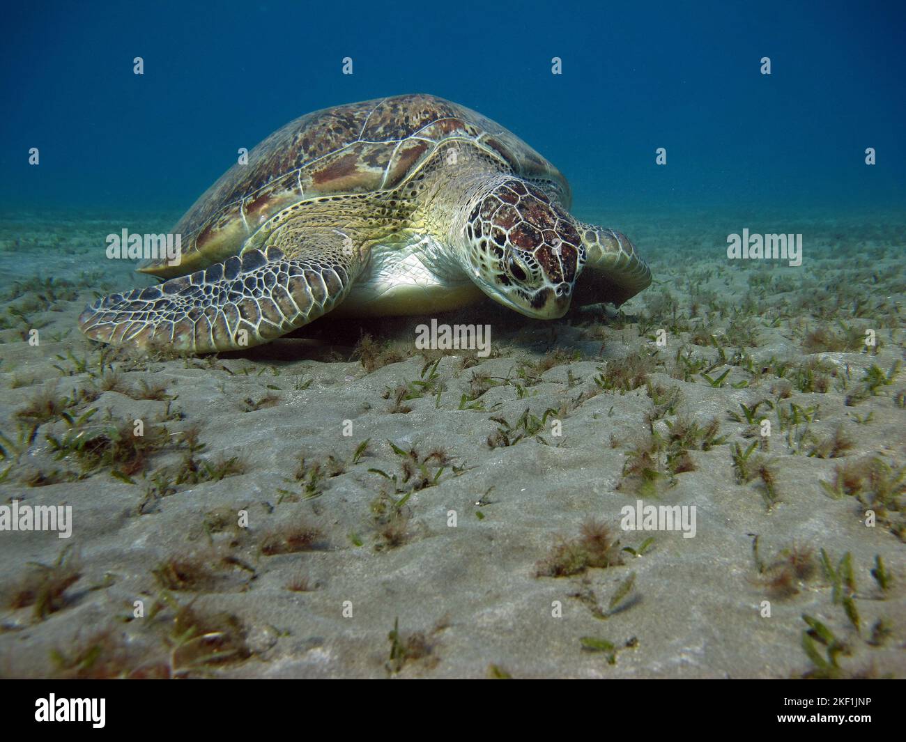 Green turtles are the largest of all sea turtles. A typical adult is 3 ...