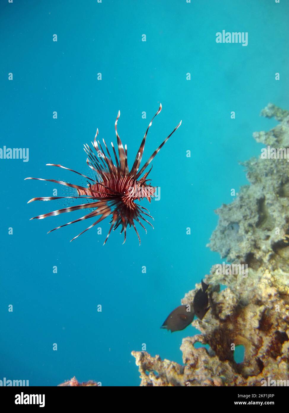 Lion Fish in the Red Sea. Lion Fish in the Red Sea in clear blue water ...