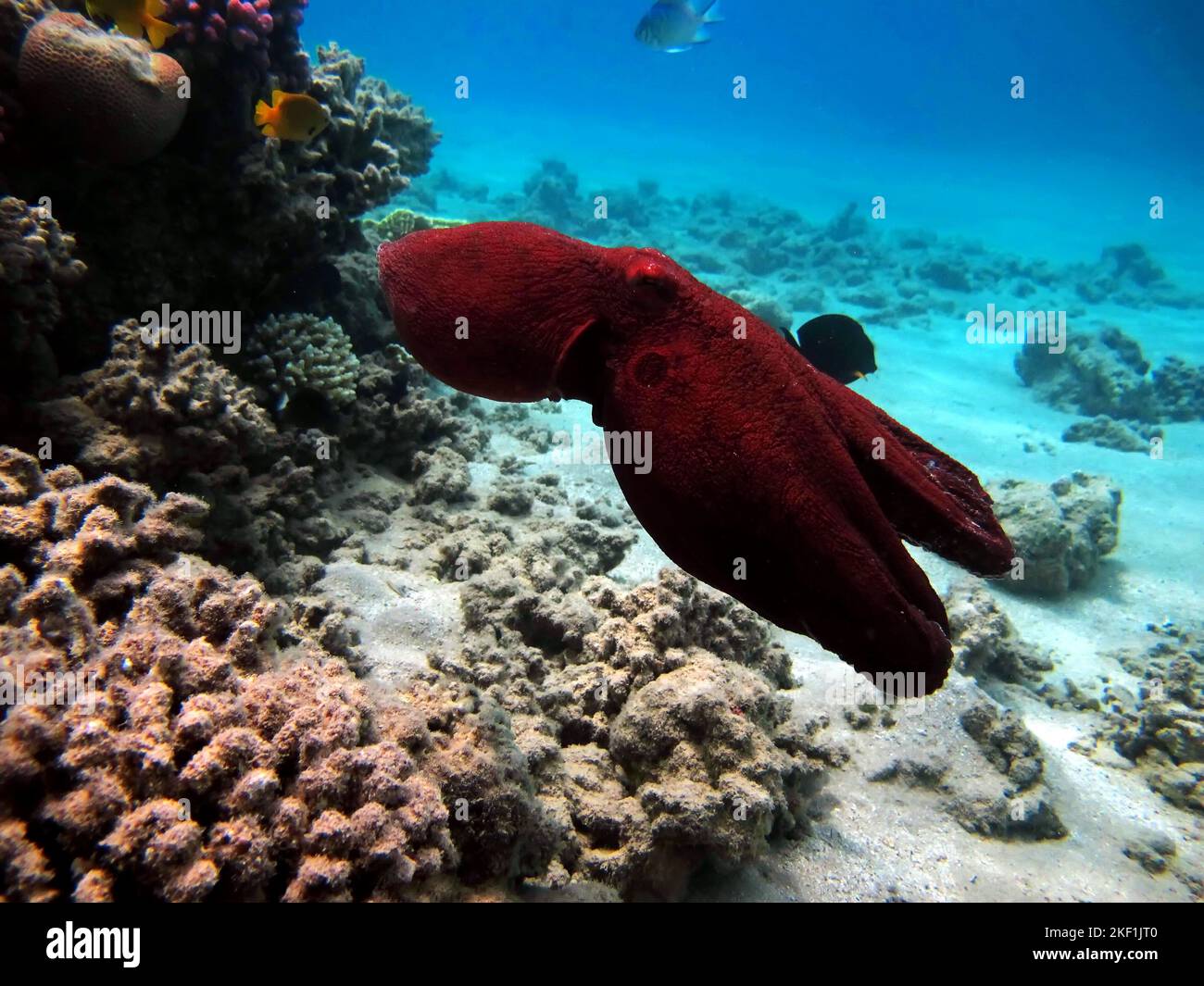 Big Blue Octopus (Octopus cyanea) Octopus. Big Blue Octopus on the Red ...