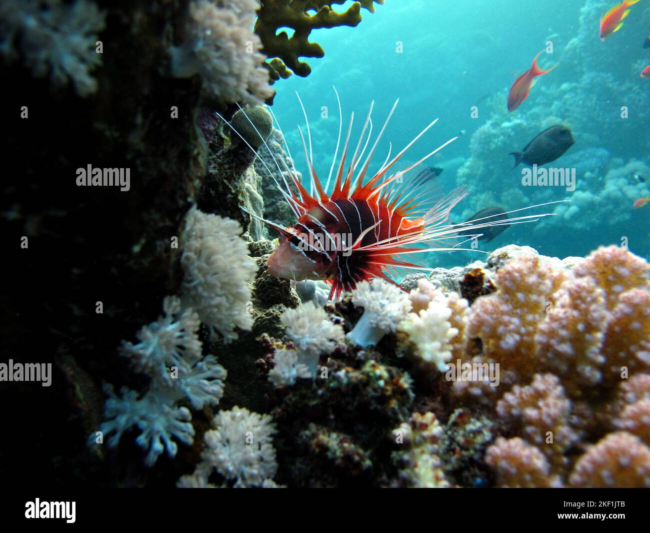 Lion Fish in the Red Sea. Lion Fish in the Red Sea in clear blue water ...