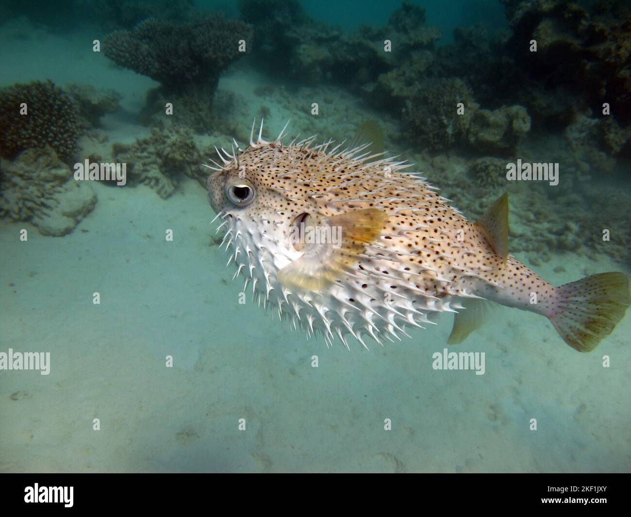 Fish-hedgehogs. Long-spiked hedgehog fish - grows up to 92 cm, feeds on ...