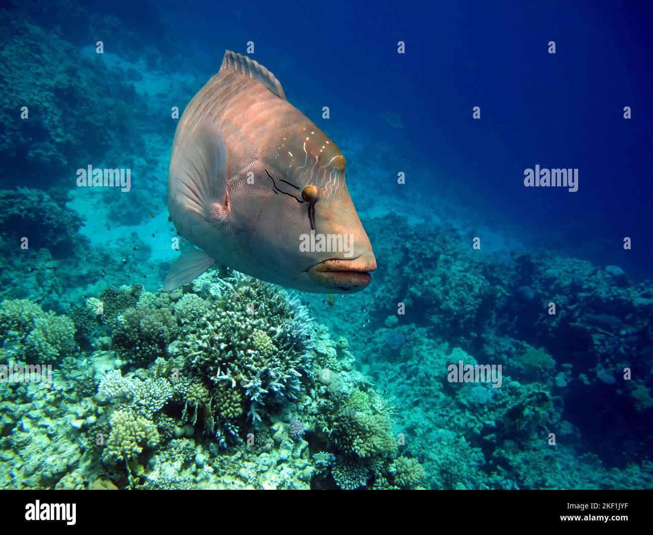 Napoleon fish. Fish - type bone fish Osteichthyes. Gubanovye - Labridae ...
