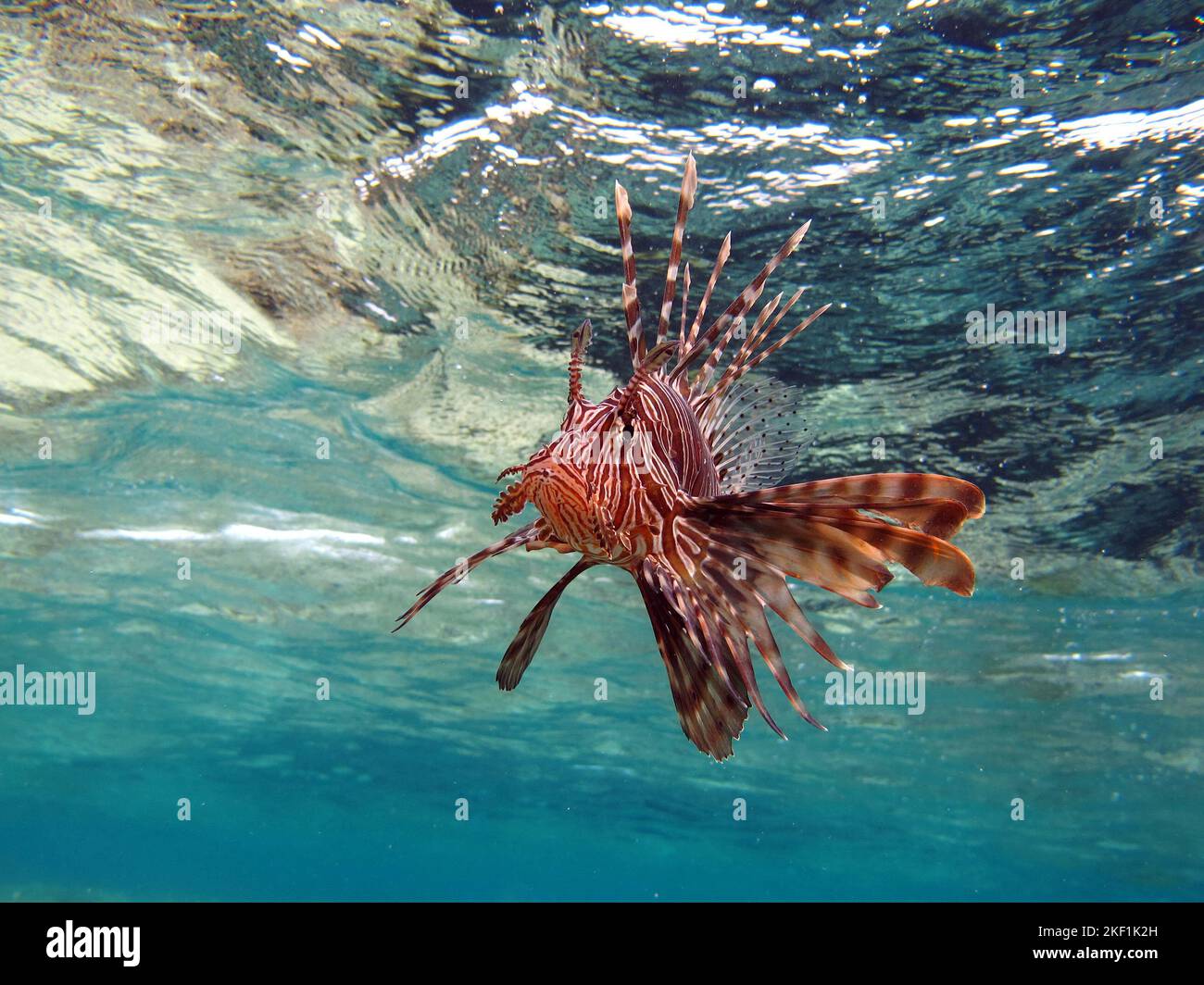Lion Fish in the Red Sea. Lion Fish in the Red Sea in clear blue water ...