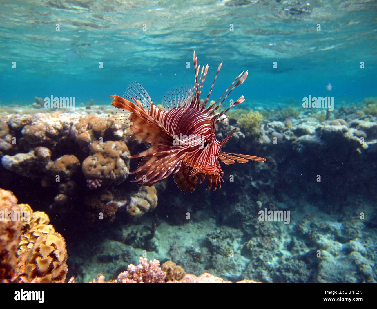 Lion Fish in the Red Sea. Lion Fish in the Red Sea in clear blue water ...