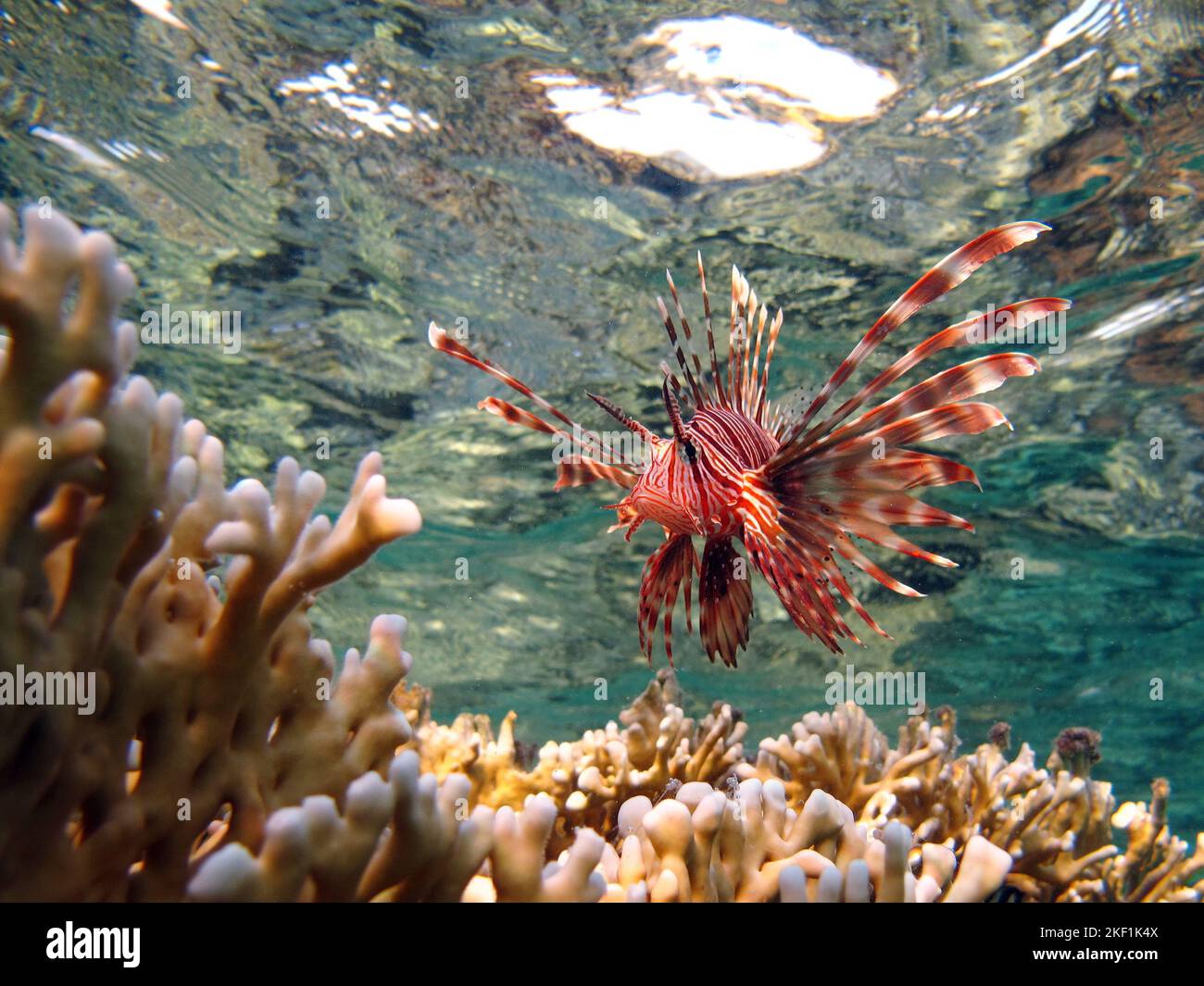 Lion Fish in the Red Sea. Lion Fish in the Red Sea in clear blue water ...
