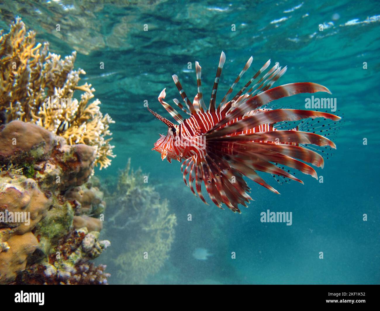 Lion Fish in the Red Sea. Lion Fish in the Red Sea in clear blue water ...